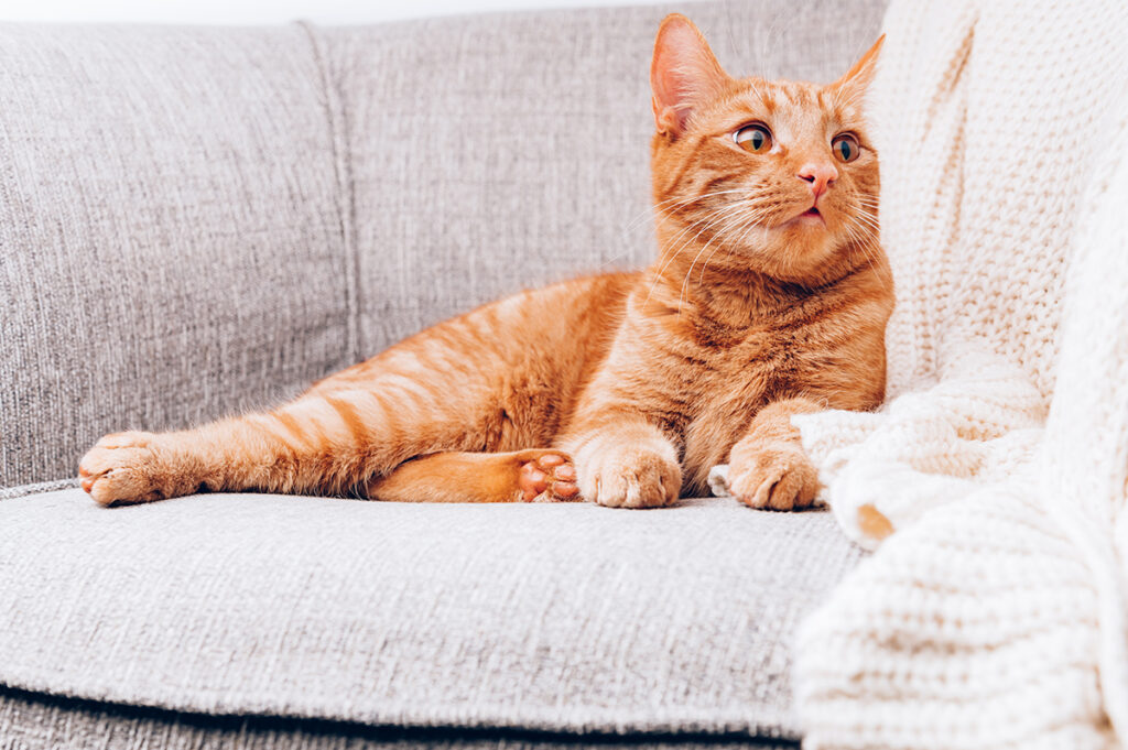 How to Remove Cat Pee on a Couch - Cat Urine Stain Removal
