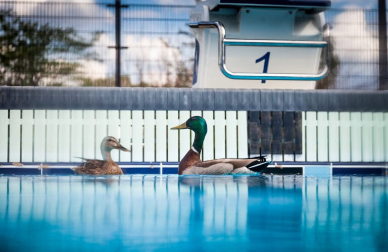 6 Ways to Keep Ducks Out of a Pool - Prevent Ducks Swimming